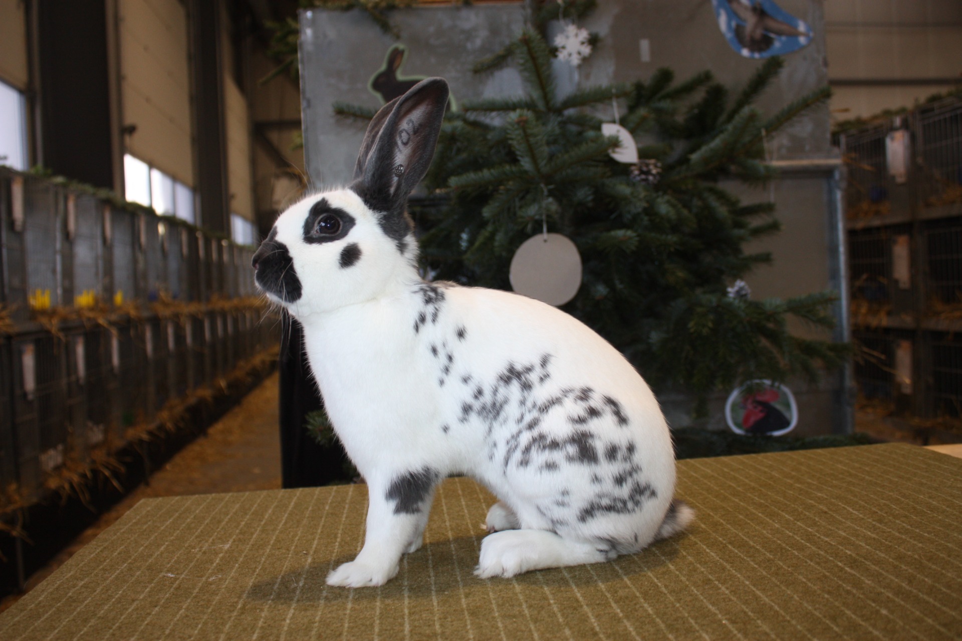 Le lapin Papillon anglais